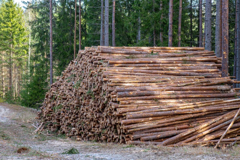 Large Stack of Timber in a Forest in Sweden Stock Photo - Image of pile ...