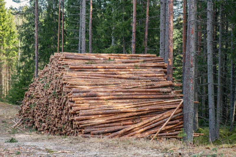 Large Stack of Timber in a Forest in Sweden Stock Photo - Image of ...