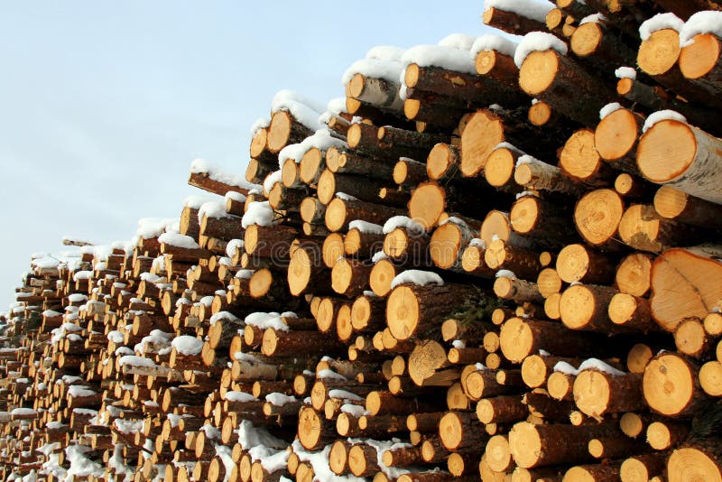 Large Stack of Timber Logs stock image. Image of agriculture - 18473959