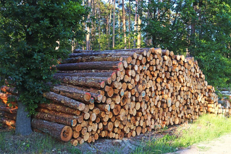 Large Stack of Tree Trunks at the Edge of Woodland Stock Photo - Image ...
