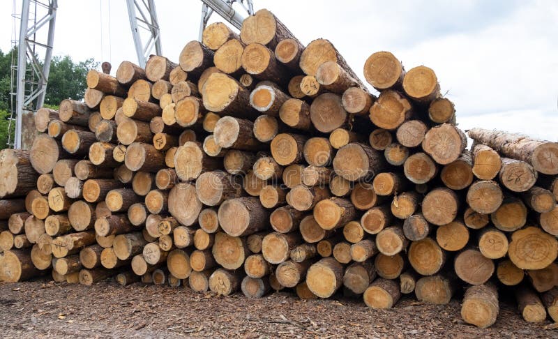 Large Stack of Untreated Logs in an Outdoor Lumber Warehouse Stock ...