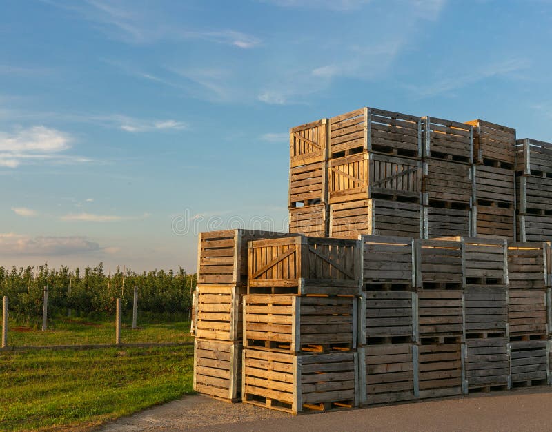 A Large Stack of Wooden Boxes for Picking Apples in an Apple Orchard ...