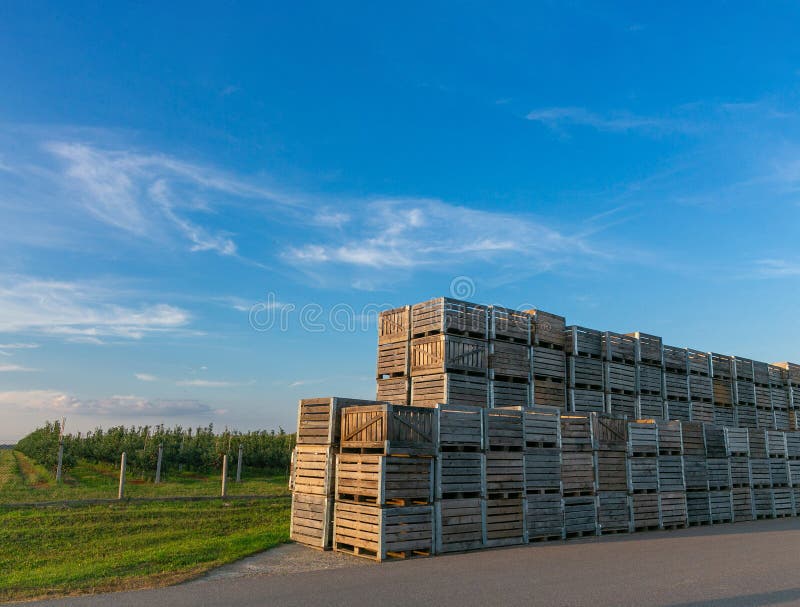 A Large Stack of Wooden Boxes for Picking Apples in an Apple Orchard ...