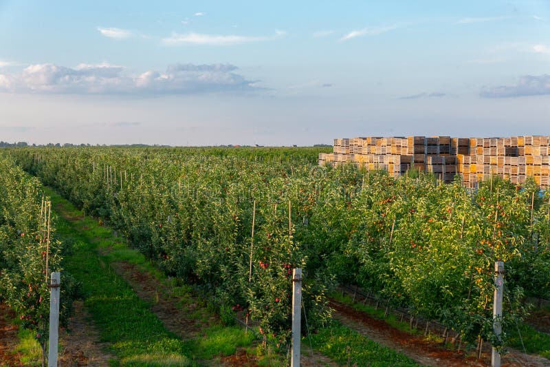 A Large Stack of Wooden Boxes for Picking Apples in an Apple Orchard ...