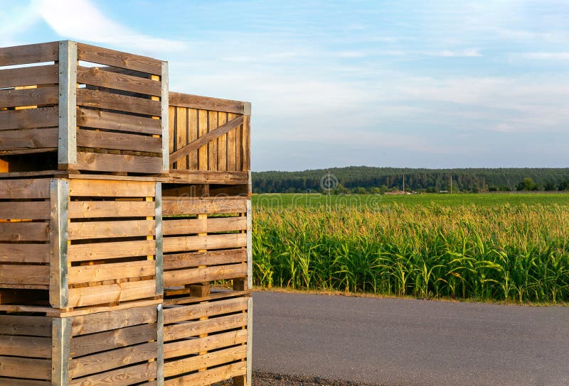 A Large Stack of Wooden Boxes for Picking Corn Stock Photo - Image of ...