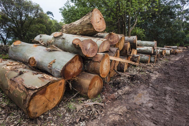 Large Stacked Tree Logs stock image. Image of uprooted - 27333751