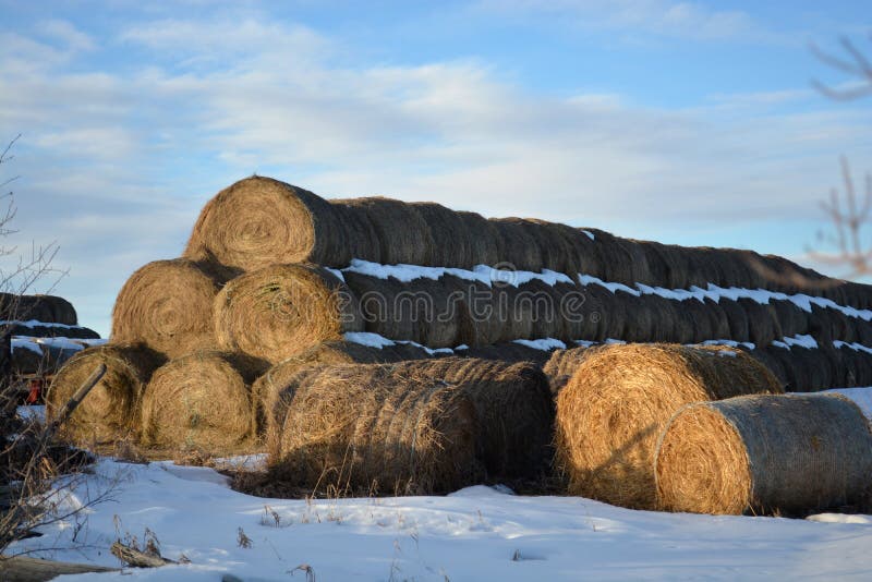 Large Stacks of Hay Bails on a Snowy Farm Field in Winter Stock Photo ...