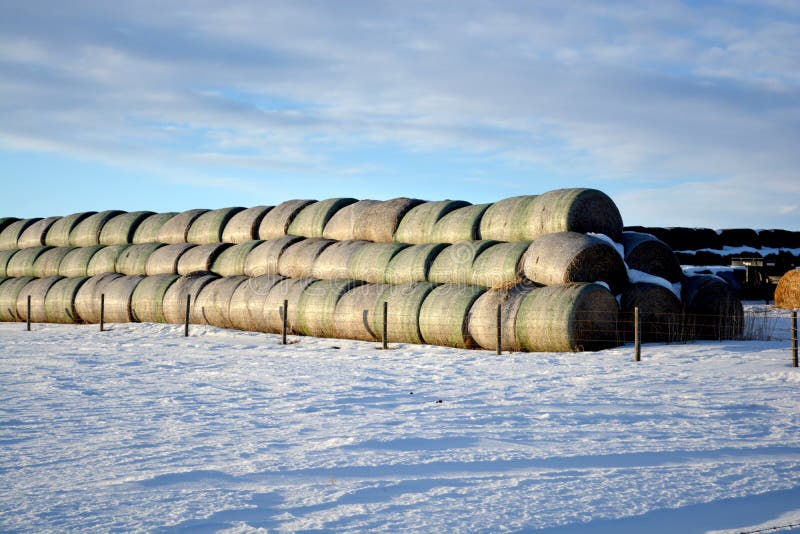 Large Stacks of Hay Bails on a Snowy Farm Field in Winter Stock Image ...