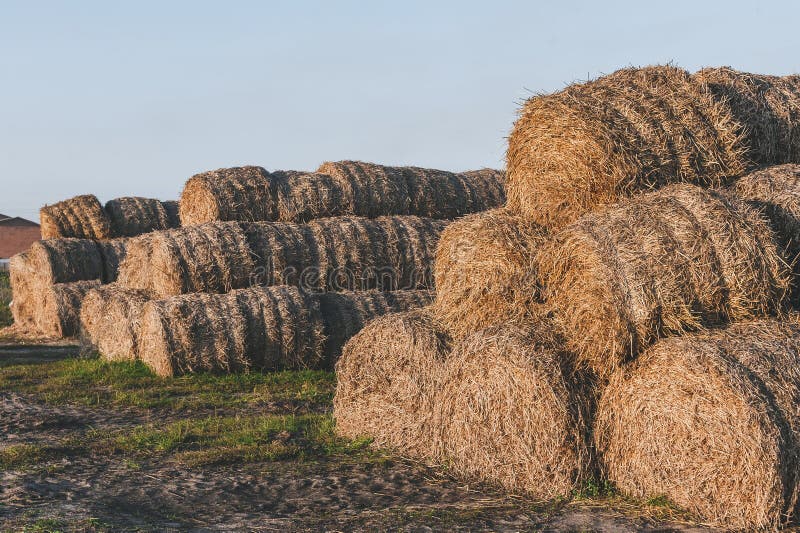 Large Stacks of Hay Stacked on Top of Each Other in a Field Stock Image ...