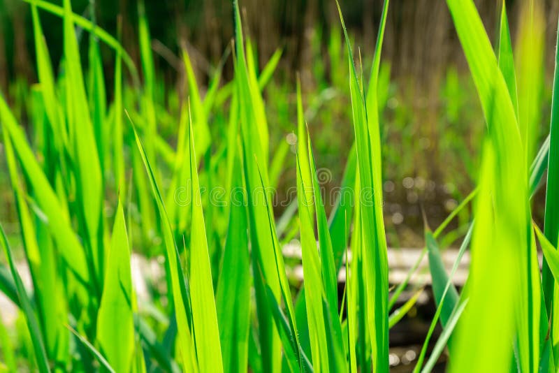 Large Grass Stalks in Summer in Sunlight. Stock Image - Image of ...