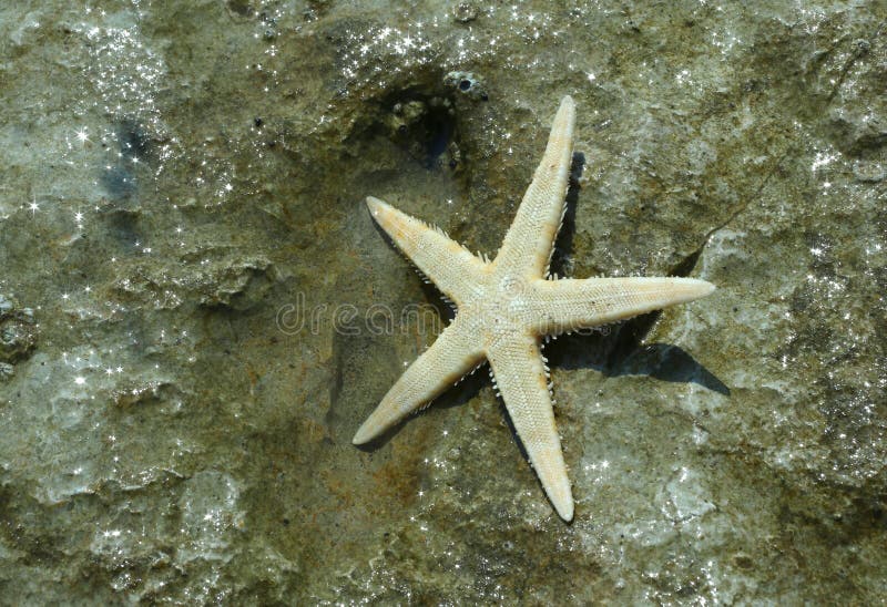 Large Starfish with Five Toes on the Rock of the Sea in Summer Stock ...
