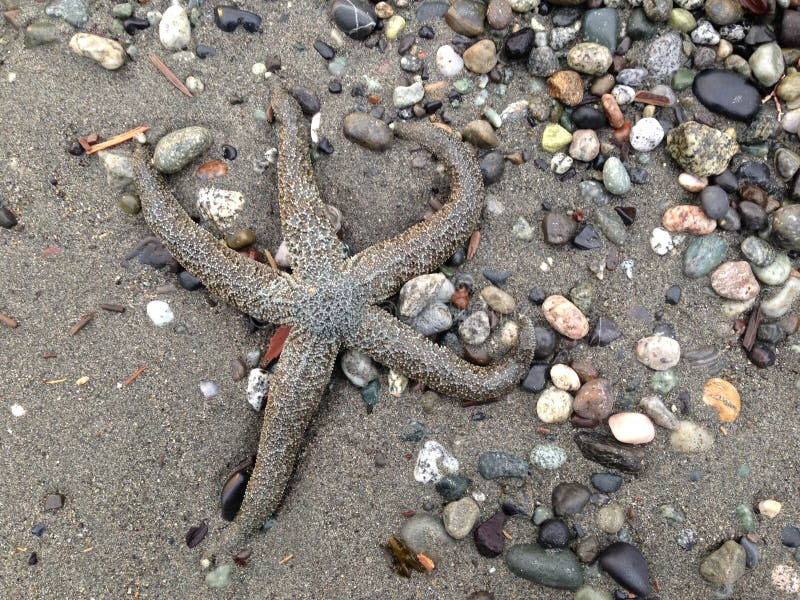 Large starfish stock image. Image of ocean, pebbles, seastar - 72469935