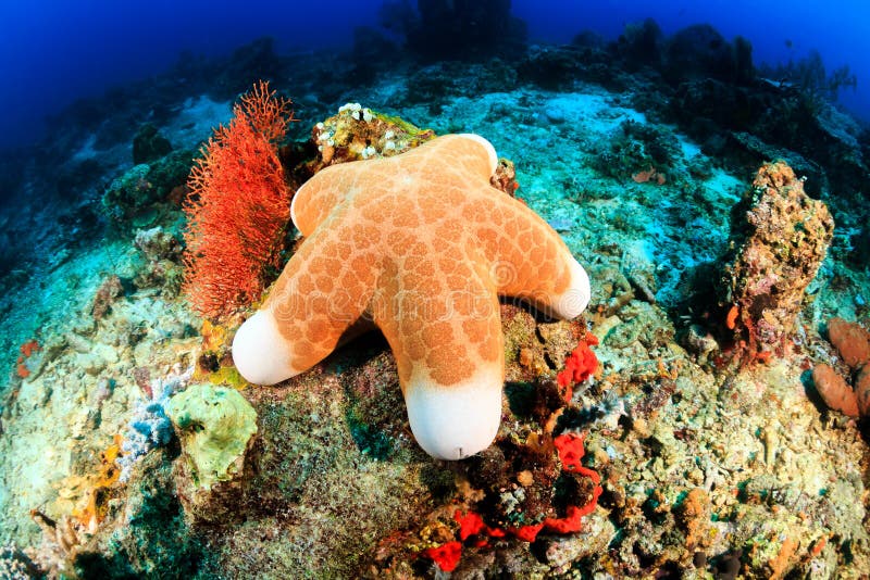 Large Starfish on a Reef stock image. Image of marine - 53379211