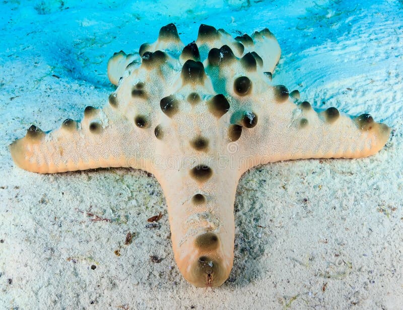 Large Starfish on the Seabed Stock Photo - Image of caribbean, fish ...