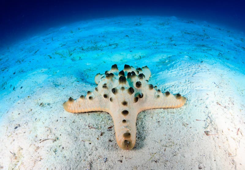 Large Starfish on the Seabed Stock Photo - Image of life, cuba: 43109518