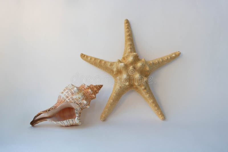 Large Starfish and Shell on a White Background Stock Image - Image of ...