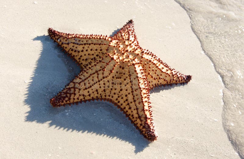 Large Starfish on the Shore Stock Photo - Image of nature, sand: 7774228