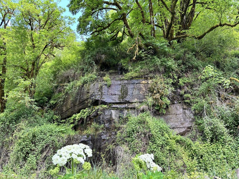 A Large Steep Cliff Surrounded by Lush Greenery with a River Running ...