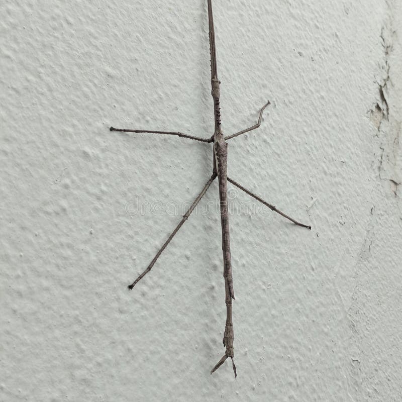 Large Stick Insect stock photo. Image of large, white - 108558220