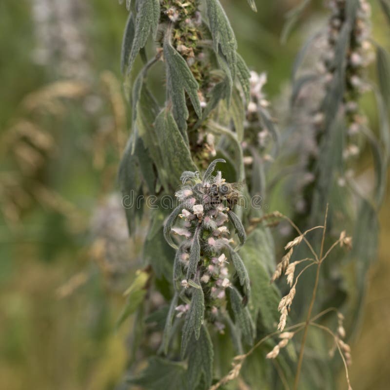 Large Stinging Insects in Nature Stock Image - Image of beautiful ...