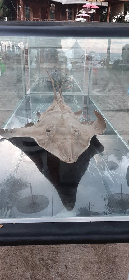 The Large Stingray that Has Been Dried Stock Image - Image of fish ...