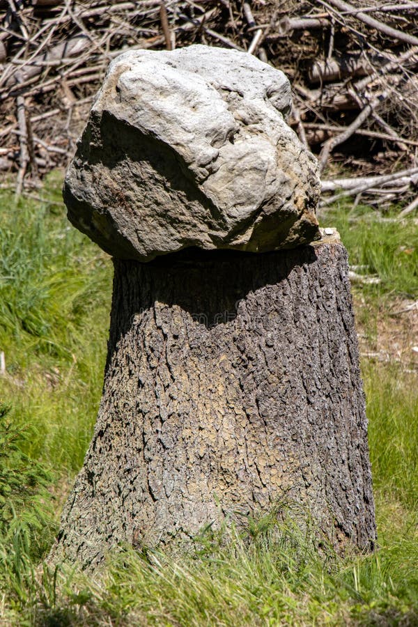 Large Stone Boulder on an Tree Stump at Forest Stock Image - Image of ...