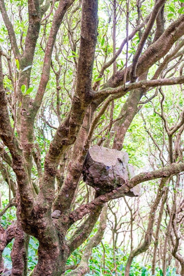 Large Stone between the Branches of a Tree Due To a Landslide. Stock ...