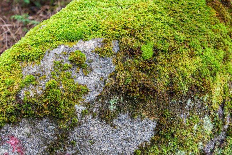 Large Stone Covered with Moss Stock Photo - Image of outdoor, covered ...