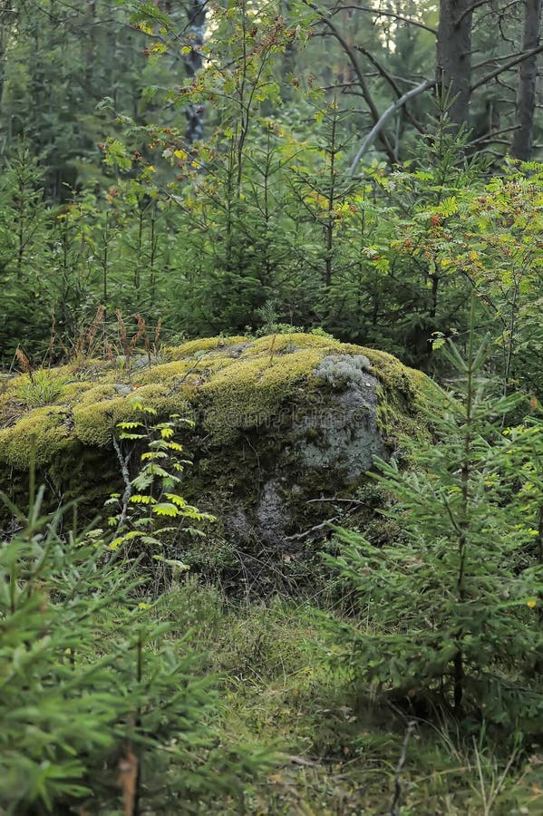 Large Stone Covered with Moss Stock Photo - Image of boulders ...