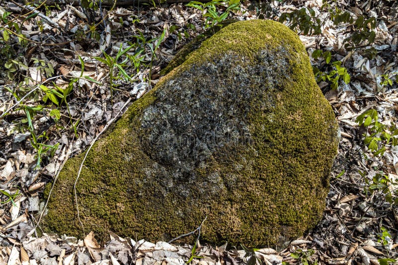 Stone covered with moss stock photo. Image of stone, green - 43966050