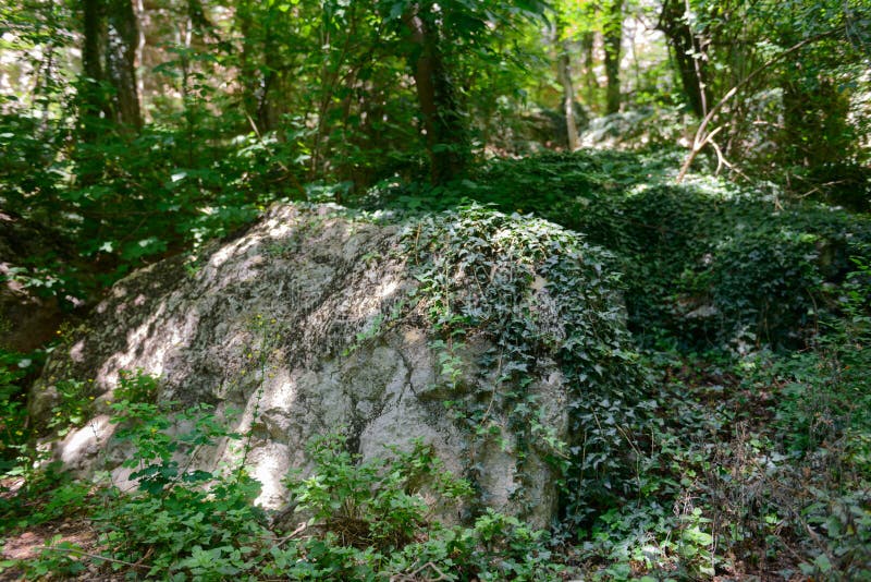 Large Stone Overgrown with Grass in a Dense Green Forest Stock Photo ...