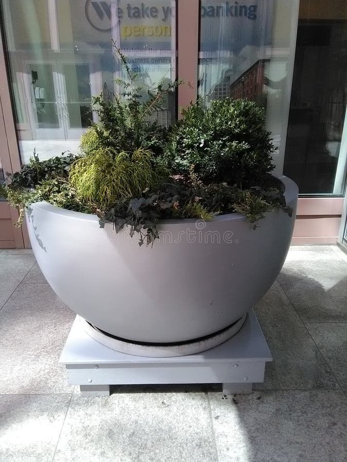 Large Stone Pot with Small Shrubs on Wooden Platform. Stock Photo ...