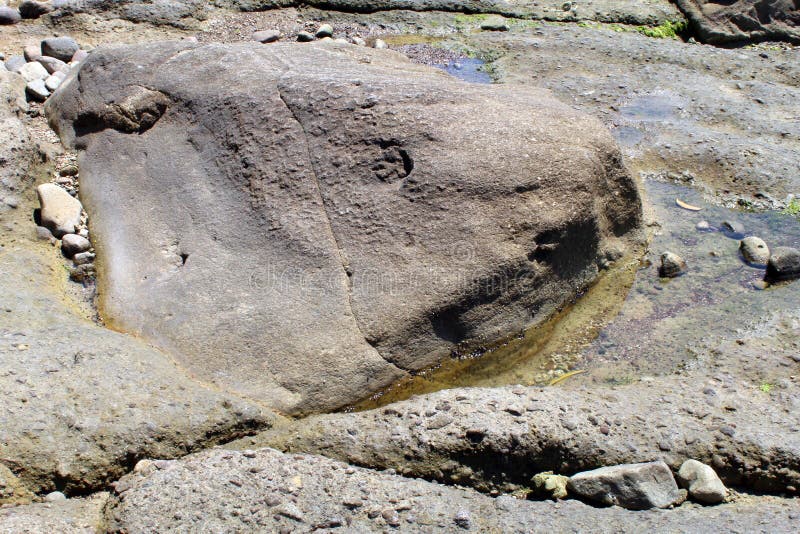 A Large Stone Shaped Like a Unique Fish Head Stock Photo - Image of ...