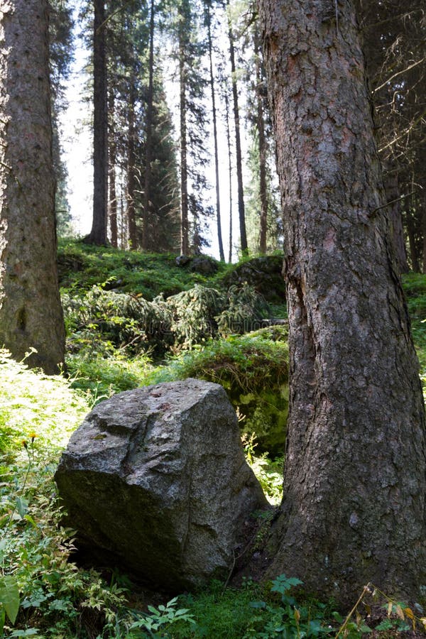 The Large Stone in the Tree Stock Photo - Image of object, material ...