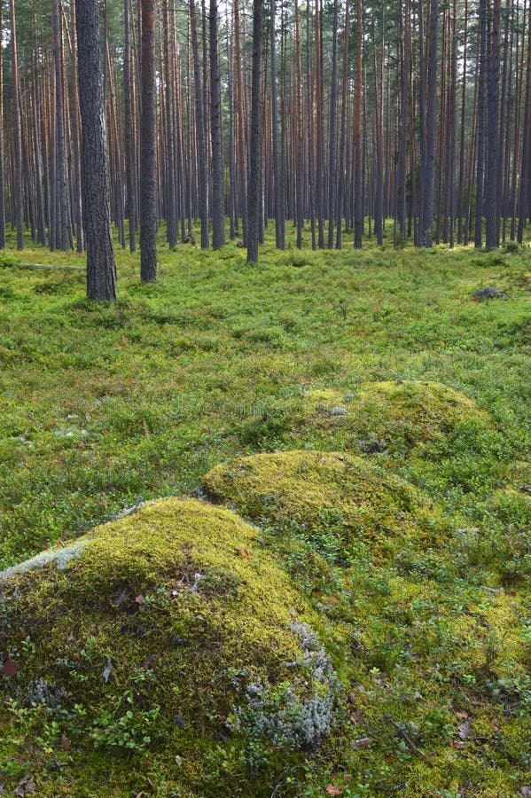 Large Stones Covered Moss Karelian Forest Stock Photos - Free & Royalty ...