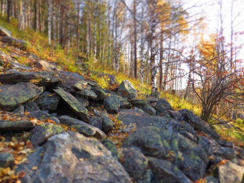 Large stones in the forest stock image. Image of green - 98740159