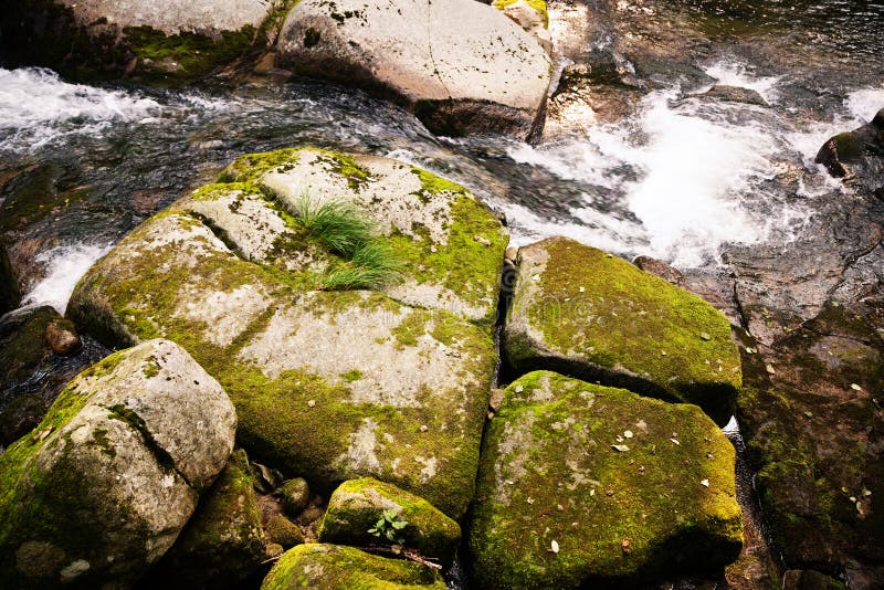 Large Stones in the River Covered with Moss in Wild Forest Stock Photo ...