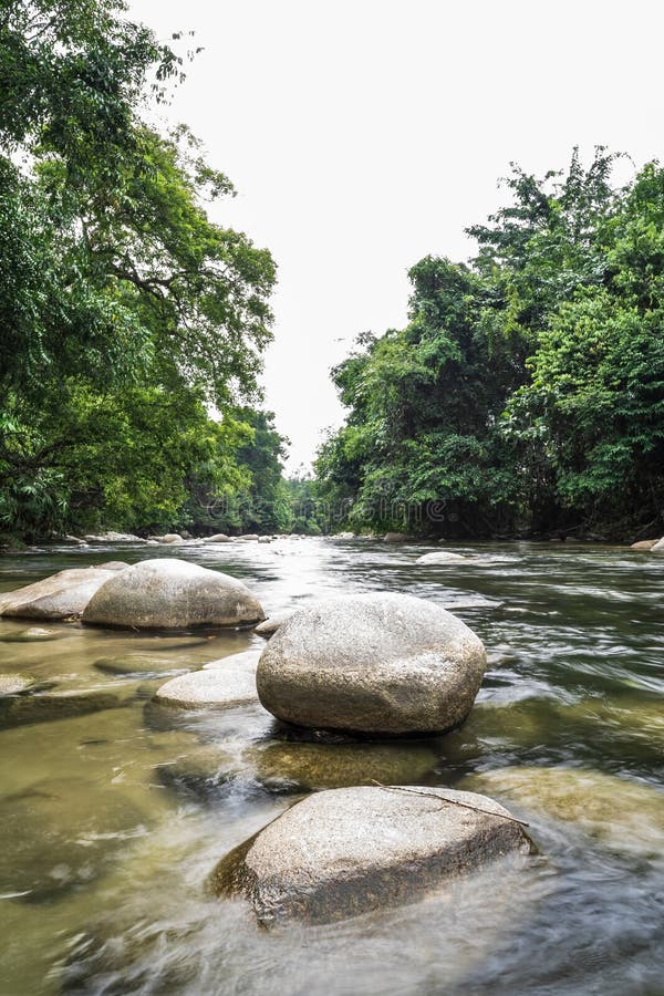 Large Stones on the River Surrounding by the Rainforest Trees Stock ...