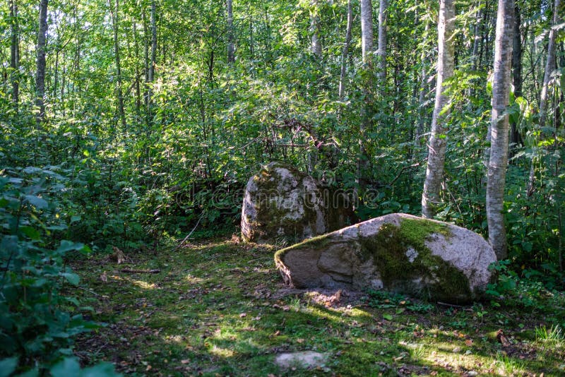 Large Stones in Wild Forest with Moss Stock Photo - Image of wildlife ...