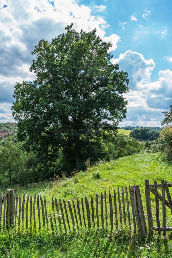 A Large Straight Oak Stands on a Slope Behind a Fence. Stock Image ...