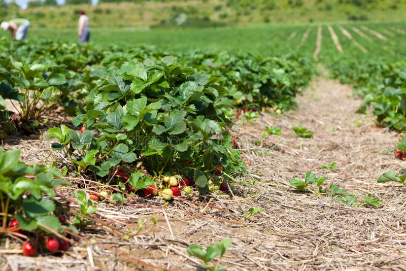 Large strawberry field stock image. Image of harvest - 25512945