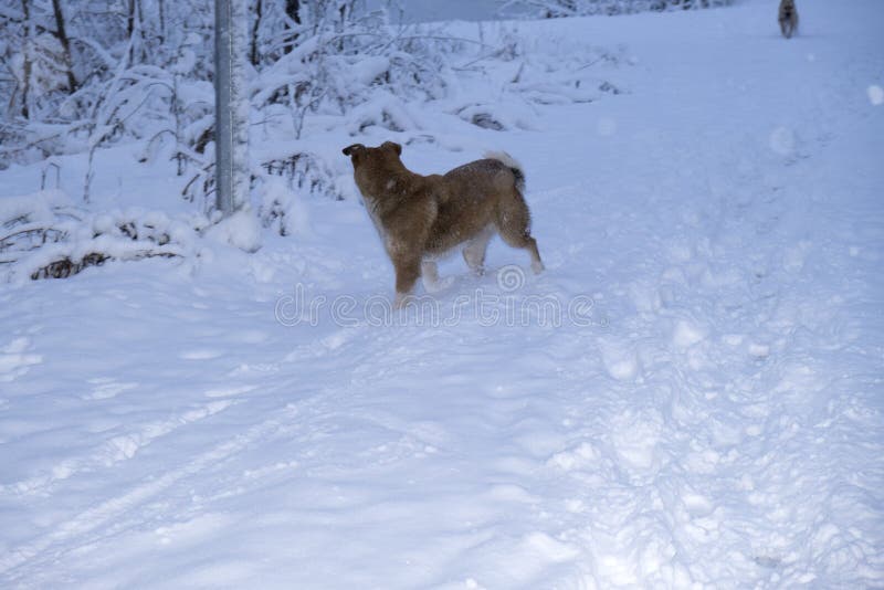 A Large Stray Dog is Running Down the Street without a Muzzle, a ...