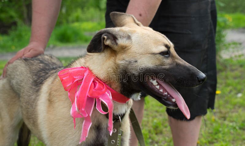 Large Stray Gray Dog with Black Spots with a Bow Stock Image - Image of ...