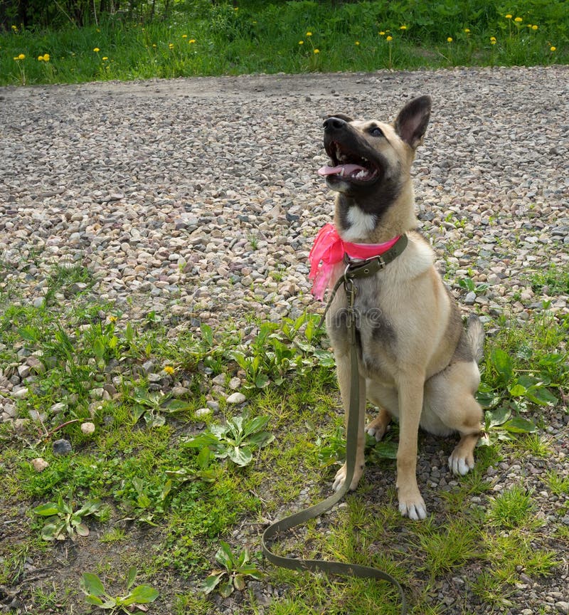Large Stray Gray Dog with Black Spots with a Bow Stock Image - Image of ...