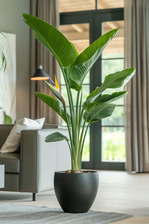 A Large Strelitzia Flower in a Black Ceramic Pot in a Room with a ...