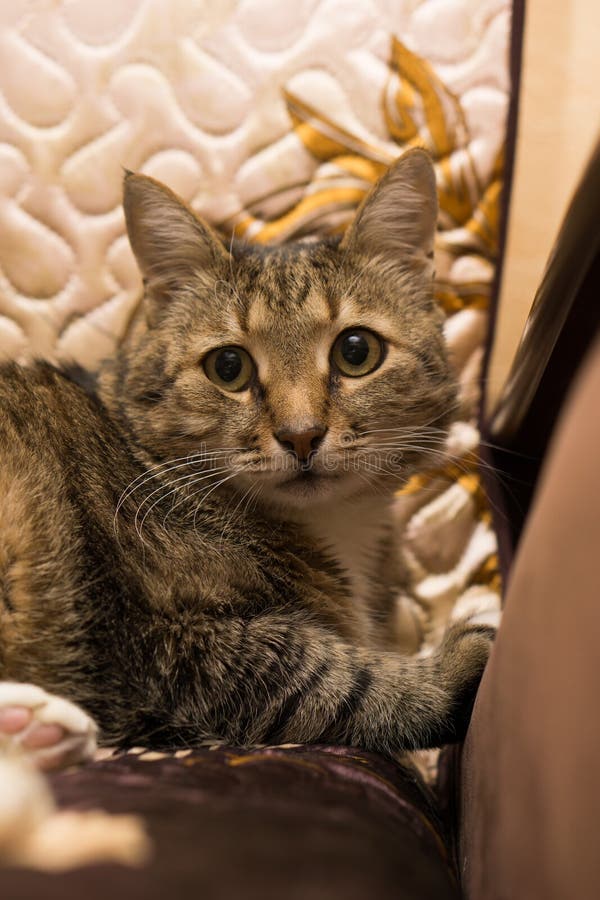 Large striped cat stock image. Image of beautiful, beauty - 80299843