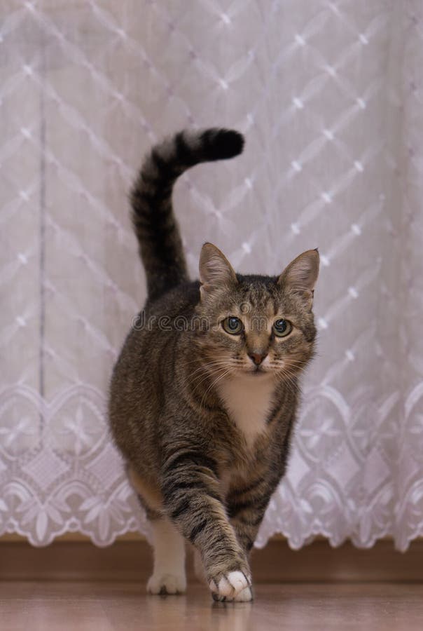 Large striped cat stock photo. Image of background, play - 80299914