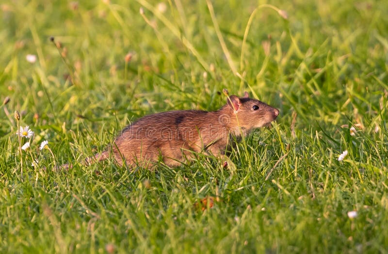 Large Striped Field Mouse on a Meadow Stock Image - Image of nature ...