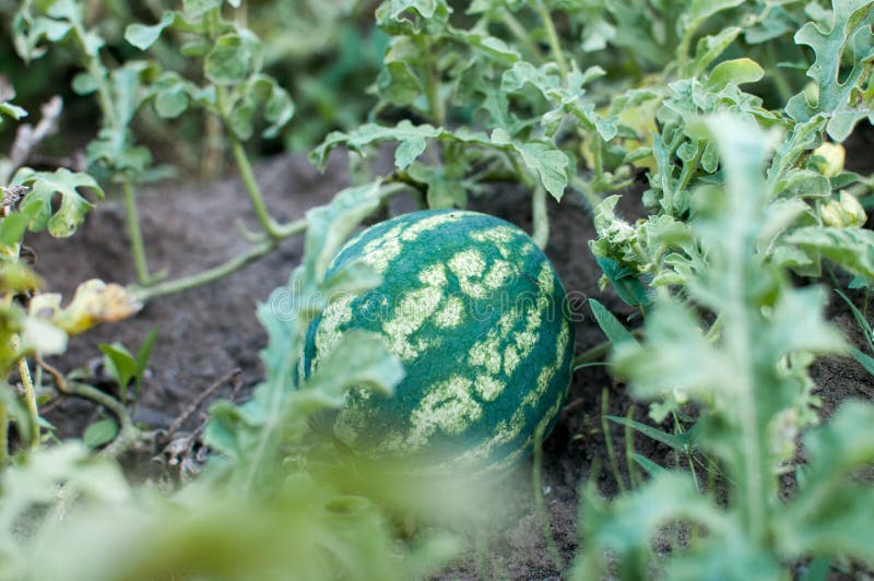 A Large Striped Green Watermelon Grows on the Bed Stock Image - Image ...