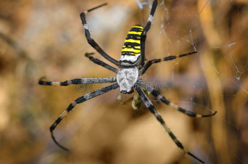 Large striped spider stock photo. Image of wild, spider - 80076084